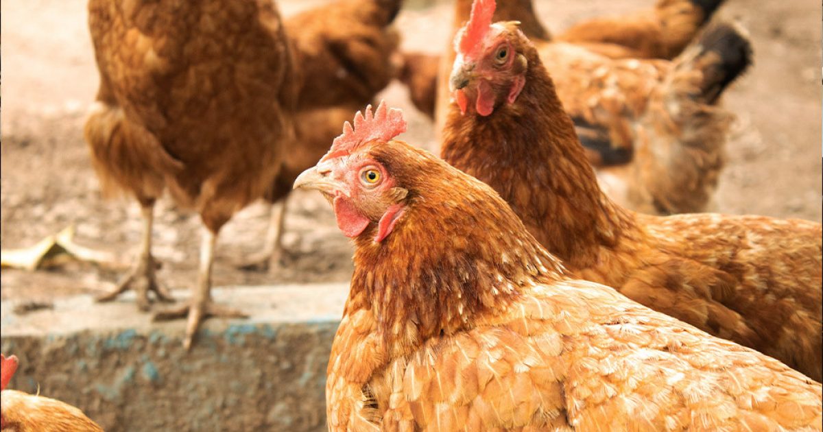 Pollos de engorde y las enfermedades más comunes - Tryadd