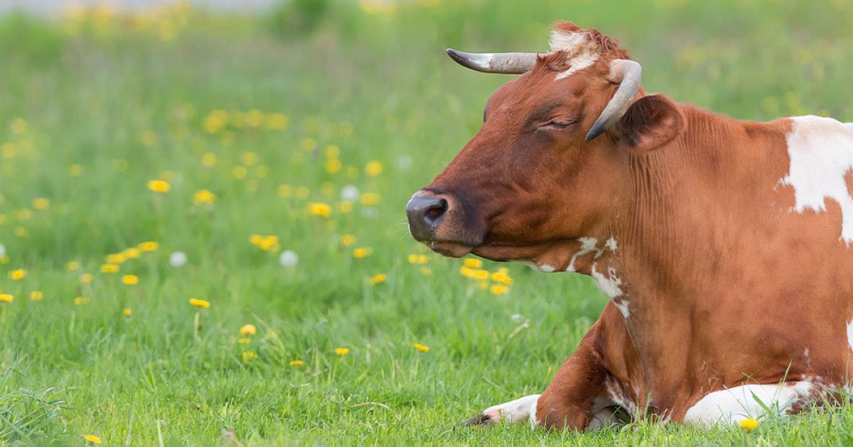 Prevención de enfermedades en bovinos. - Tryadd
