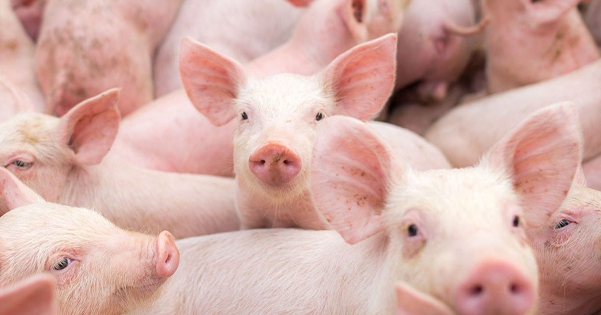 Generación de ahorros en el costo de dietas para animales de engorda - Tryadd