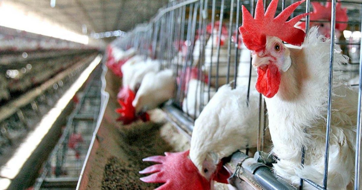 Estrategias para mantener la productividad en las aves - Tryadd